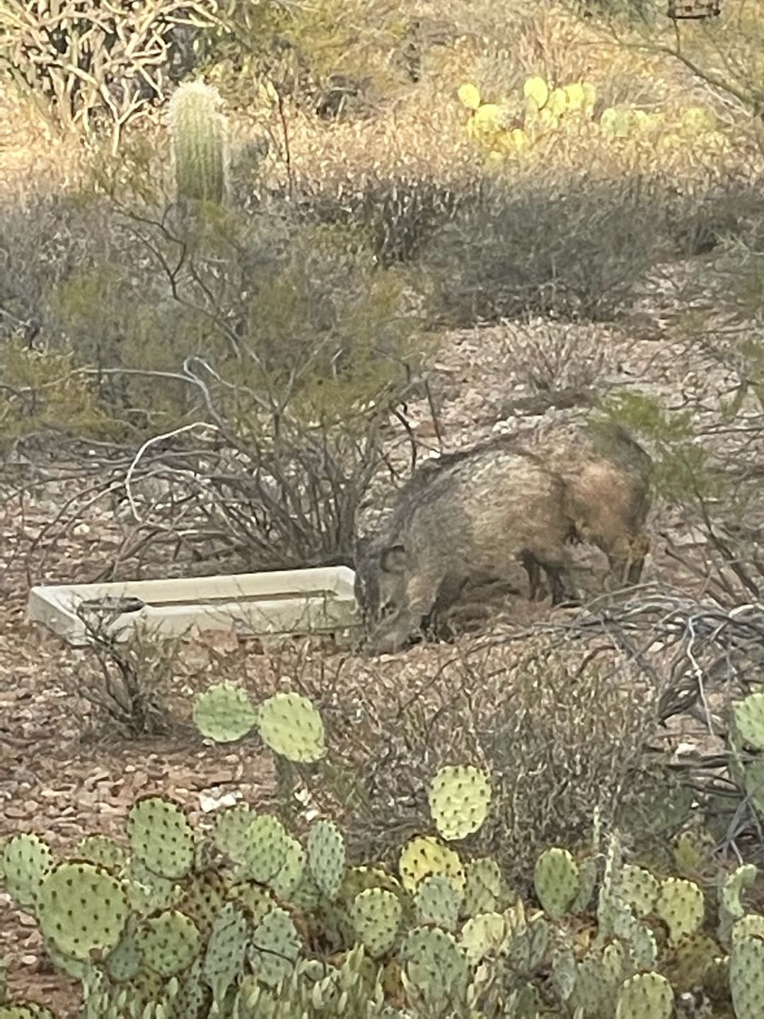 Quenching Desert Thirst with Wild Trough Solutions | Grow and Glow ...